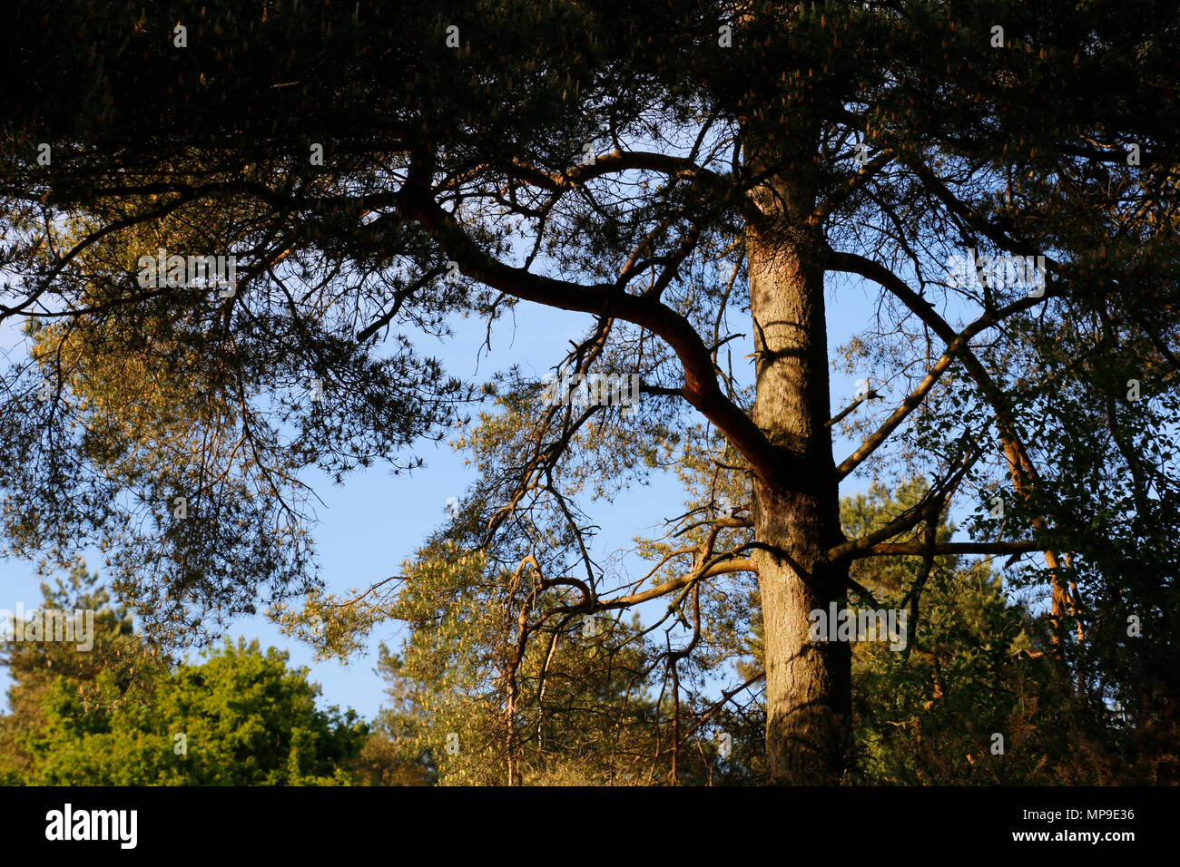 Trees in forest in evening sunshine Stock Photo - Alamy
