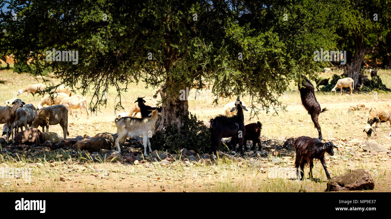 Caprine hi-res stock photography and images - Alamy