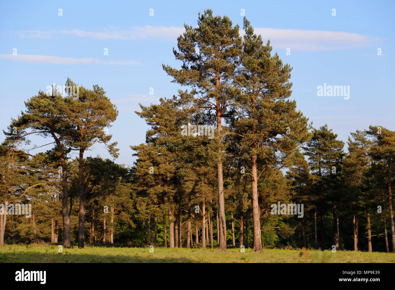 Warm evening sunshine forest tree hi-res stock photography and images ...