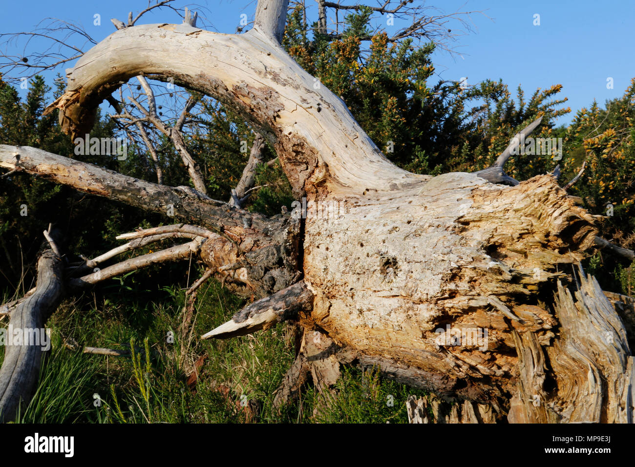 Dead fern leaves hi-res stock photography and images - Alamy