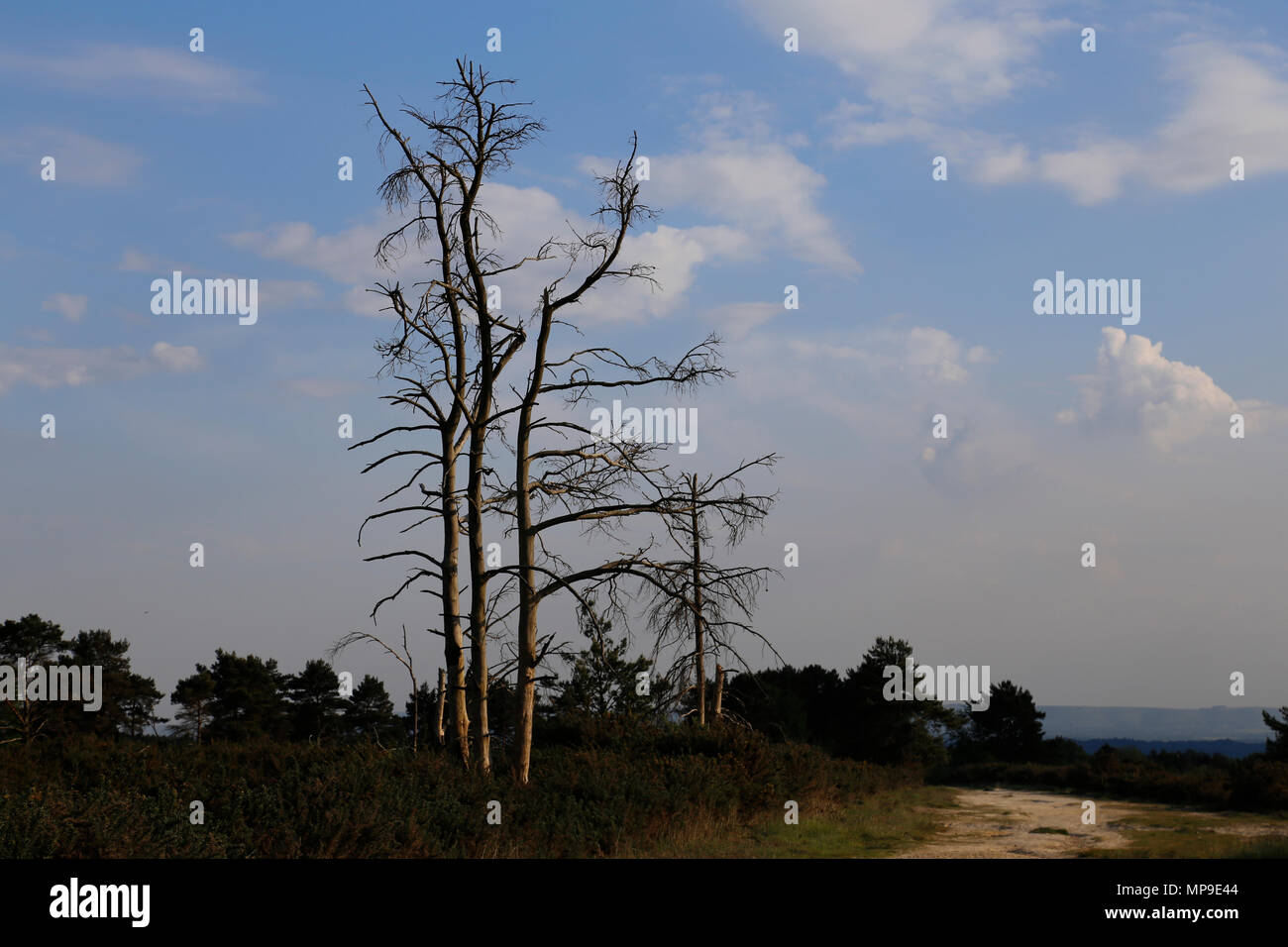 Leafless trees in spring forest hi-res stock photography and images - Alamy