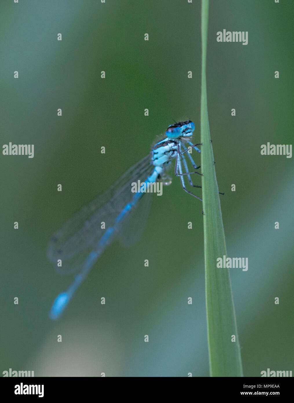 Cute damselfly sitting on a blade of grass Stock Photo - Alamy