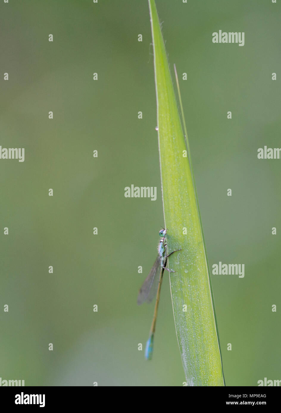 Cute damselfly sitting on a blade of grass Stock Photo - Alamy