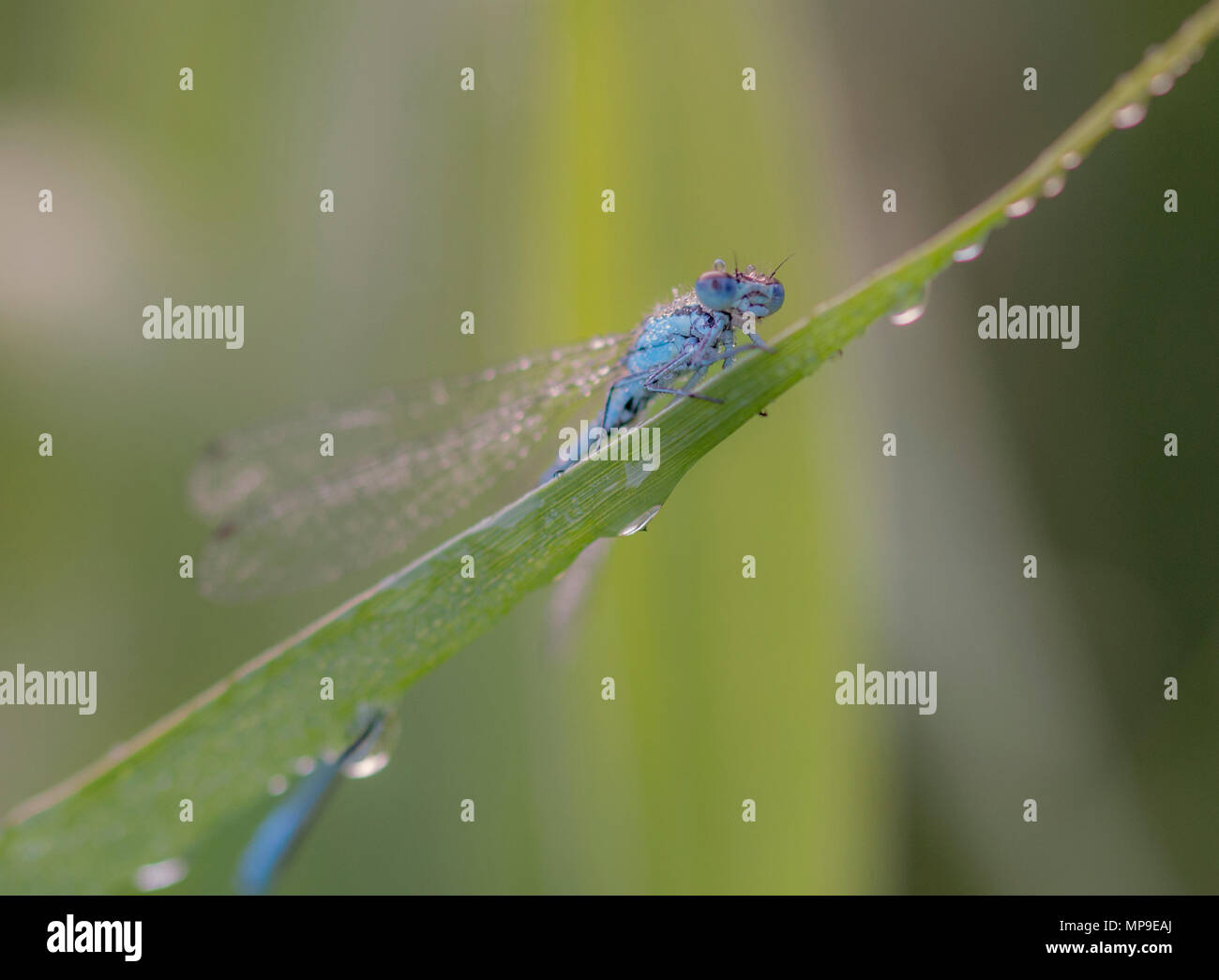Cute damselfly sitting on a blade of grass Stock Photo - Alamy