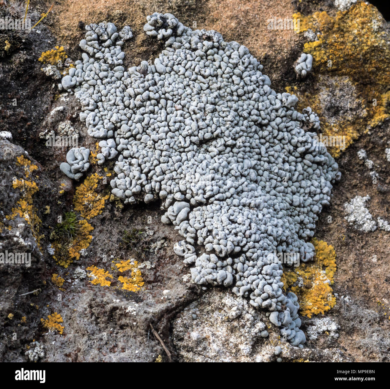 Toninia sedifolia hi-res stock photography and images - Alamy