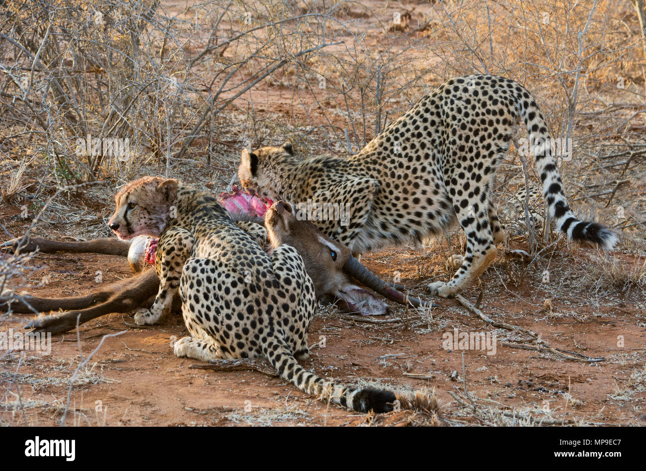 Two cheetahs sharing their kill of a waterbuffalo in Madikwe South ...