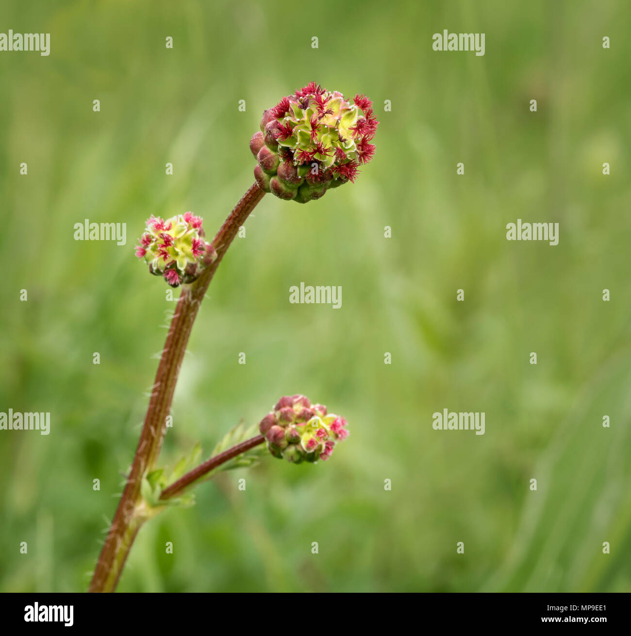 Salad Burnet (Sanguisorba minor Stock Photo - Alamy