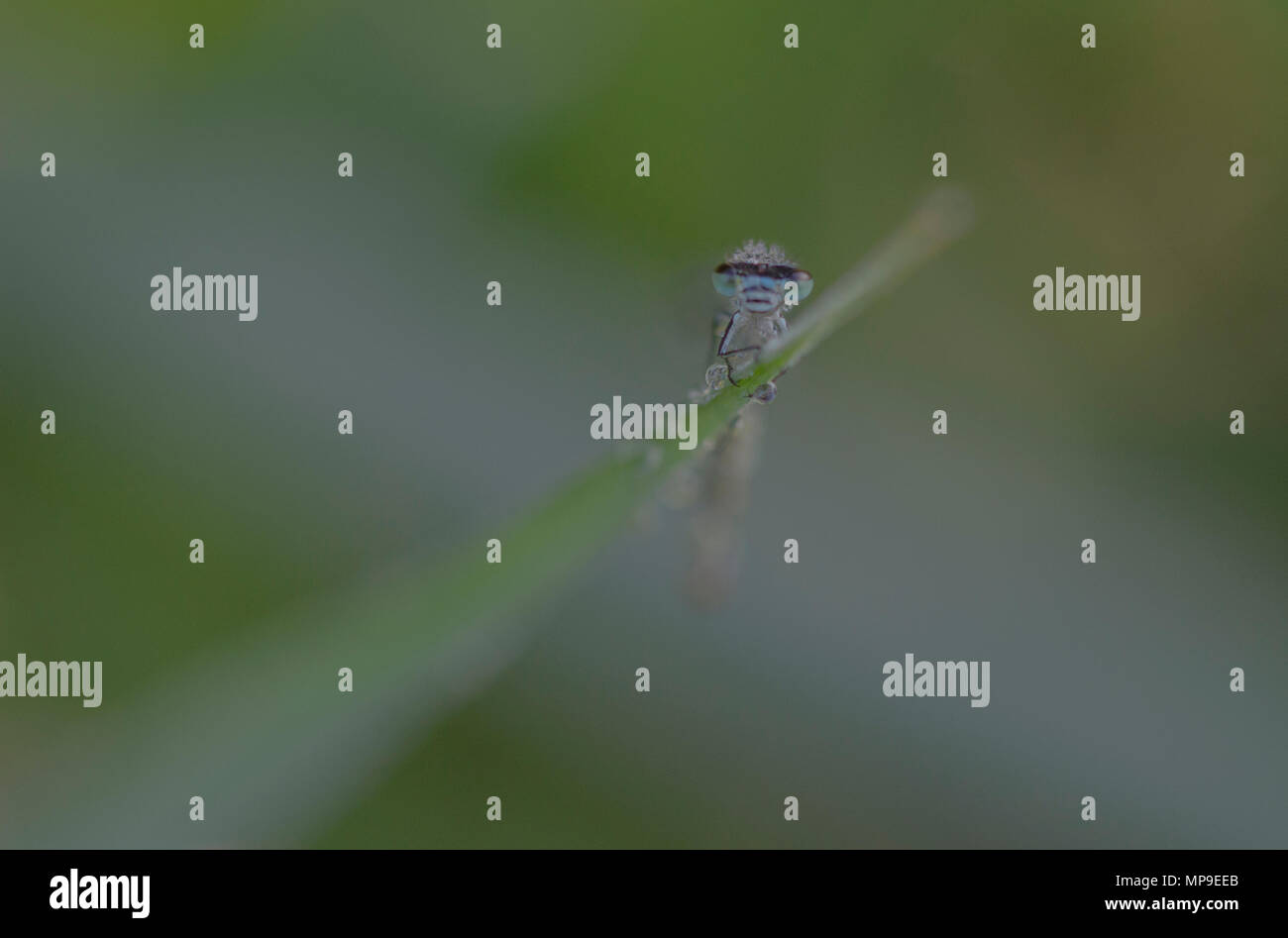 Cute damselfly on a blade of grass looking round Stock Photo - Alamy