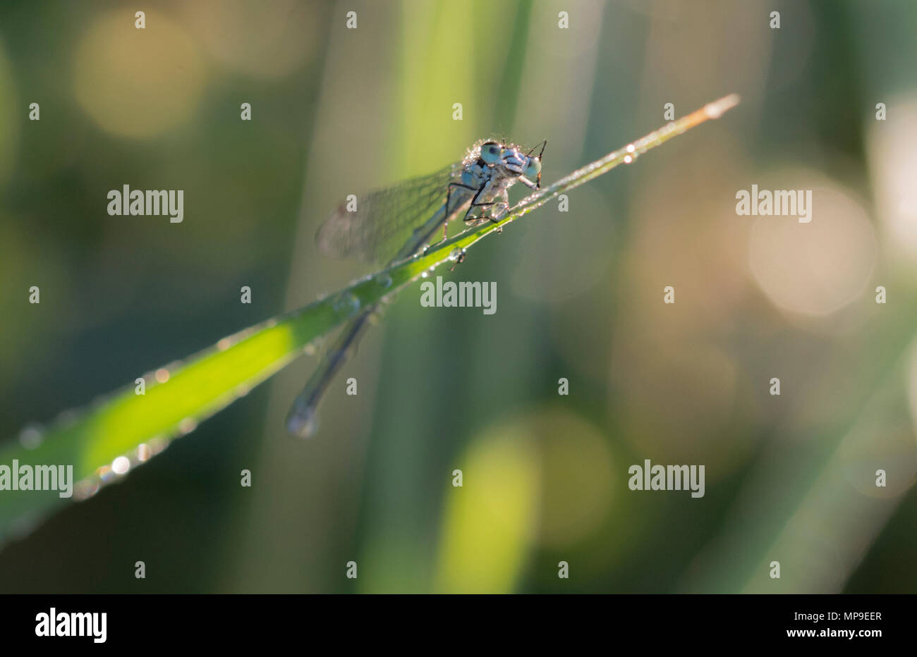 Cute damselfly on a blade of grass looking round Stock Photo - Alamy