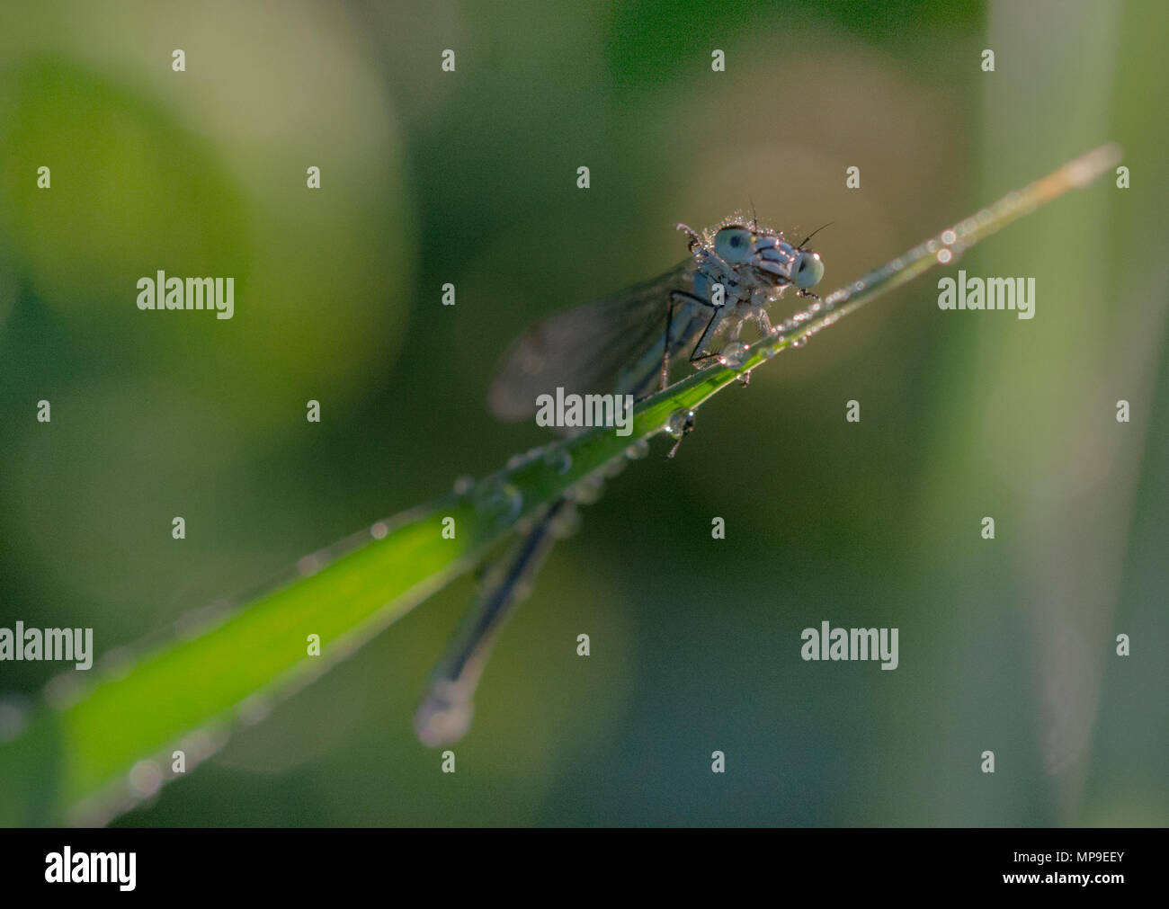 Cute damselfly on a blade of grass looking round Stock Photo - Alamy