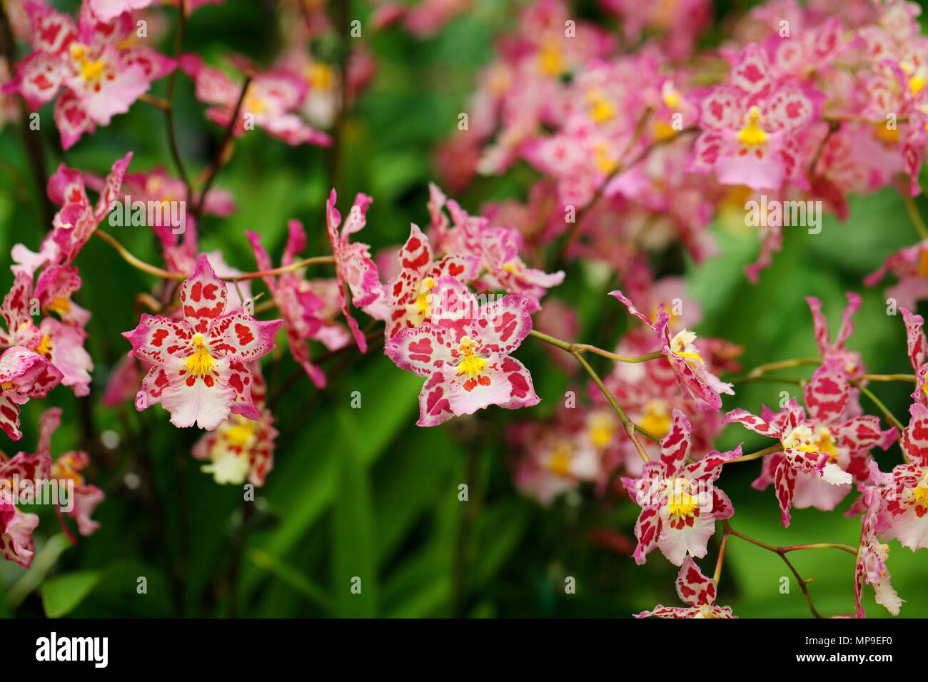 Beautiful orchid flower in tropical garden Stock Photo - Alamy