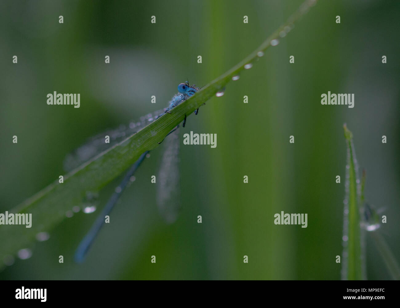 Cute damselfly on a blade of grass looking round Stock Photo - Alamy