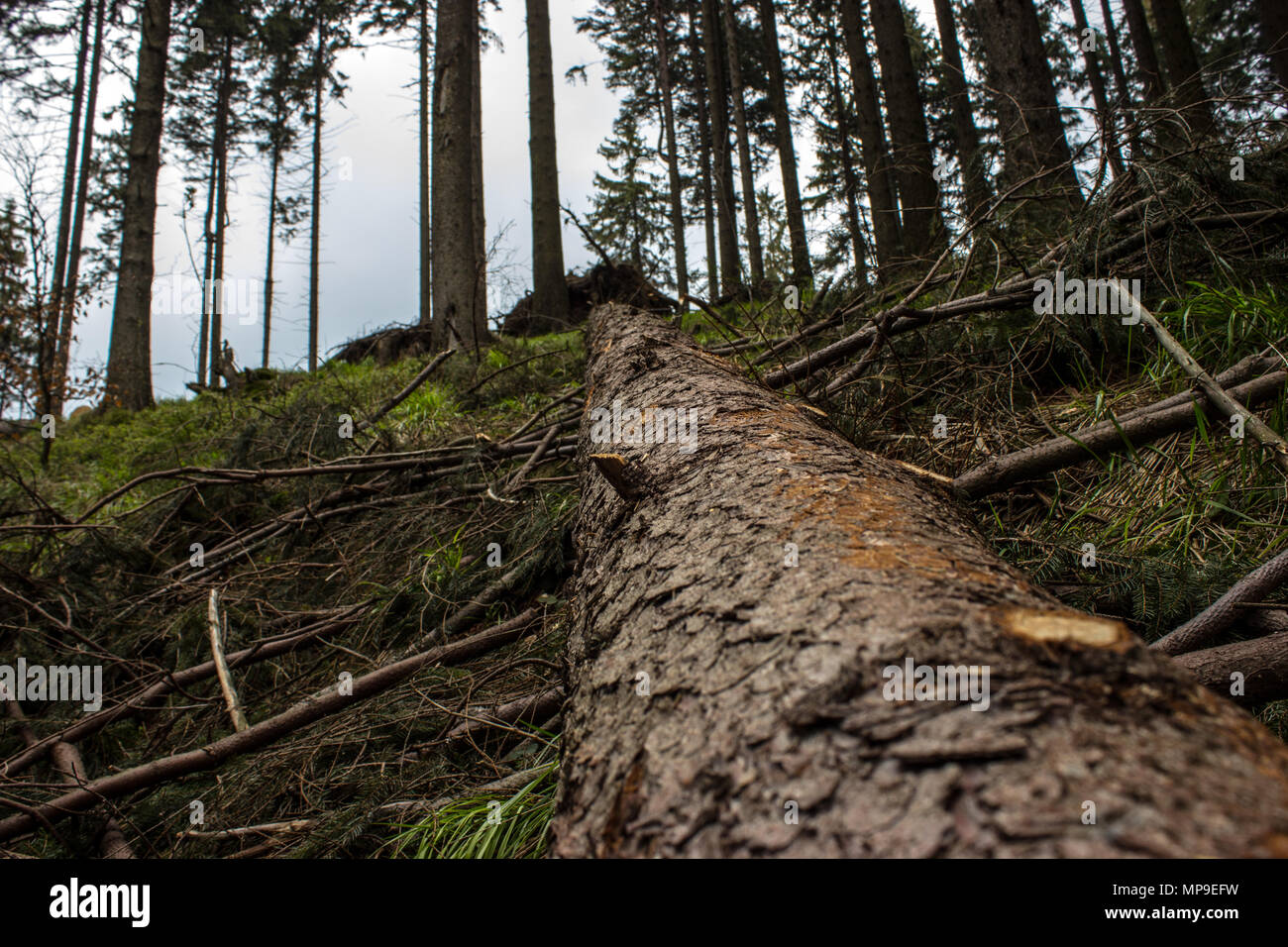 A tribe with bark. In the background forest Stock Photo - Alamy