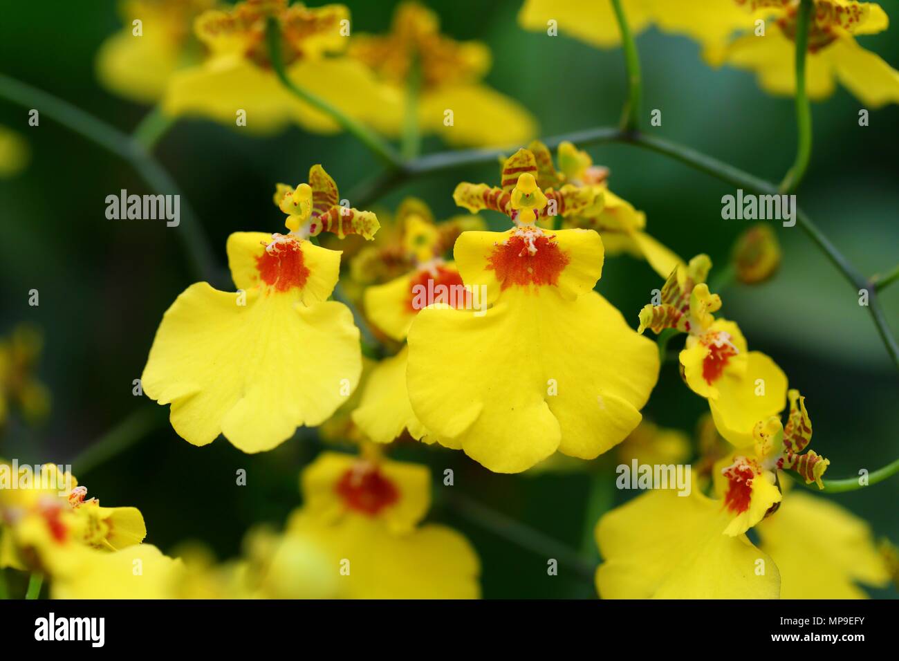 Beautiful orchid flower in tropical garden Stock Photo - Alamy