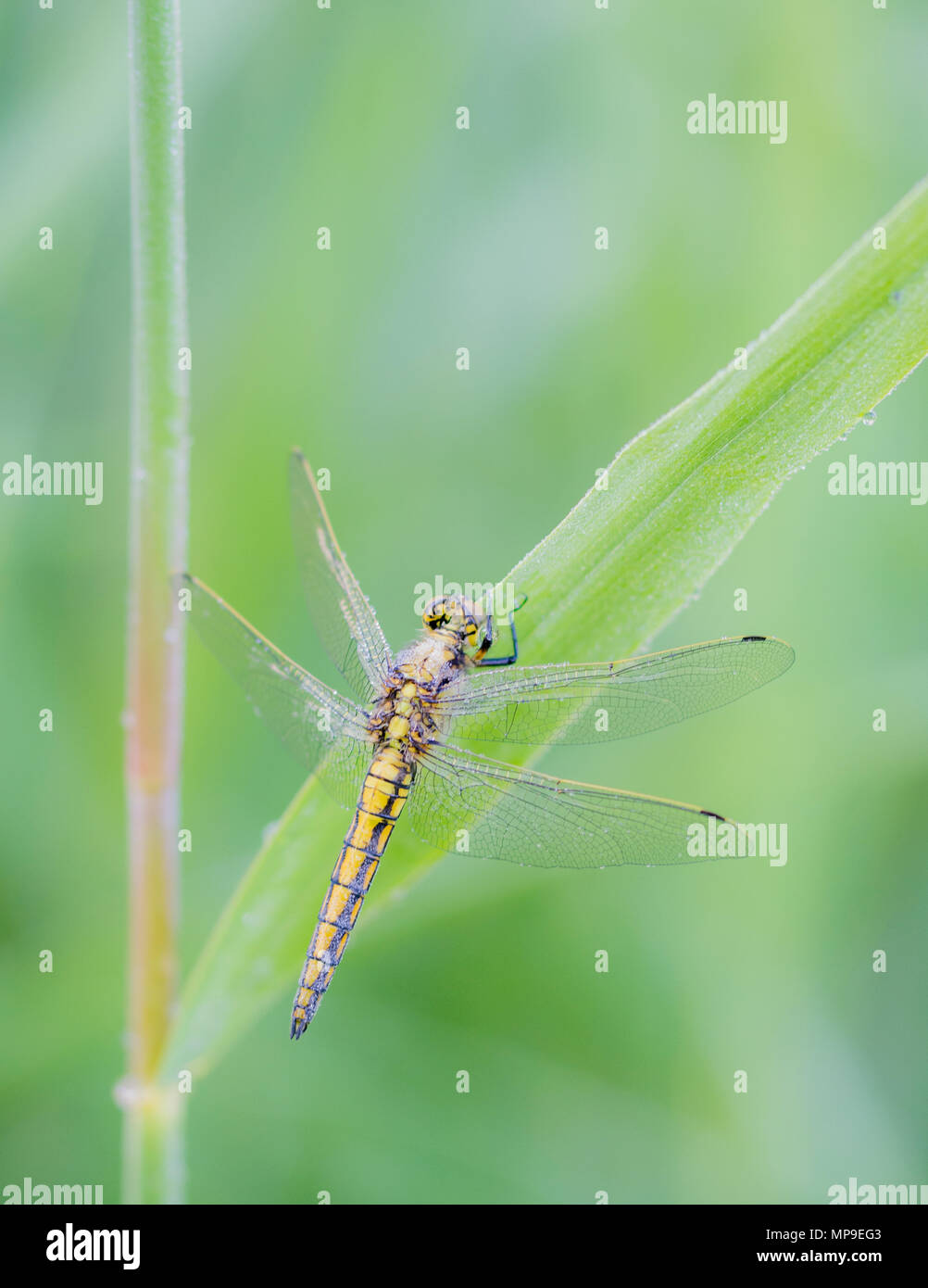 Dragonfly wingspan hi-res stock photography and images - Alamy