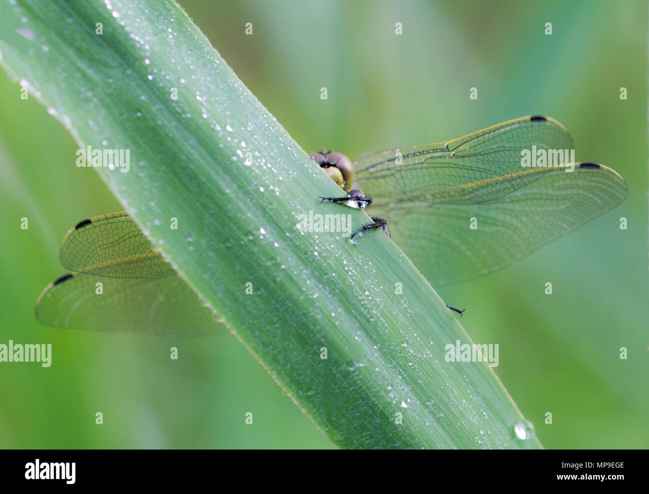 Dragonfly on reeds taken in Somerset Stock Photo - Alamy