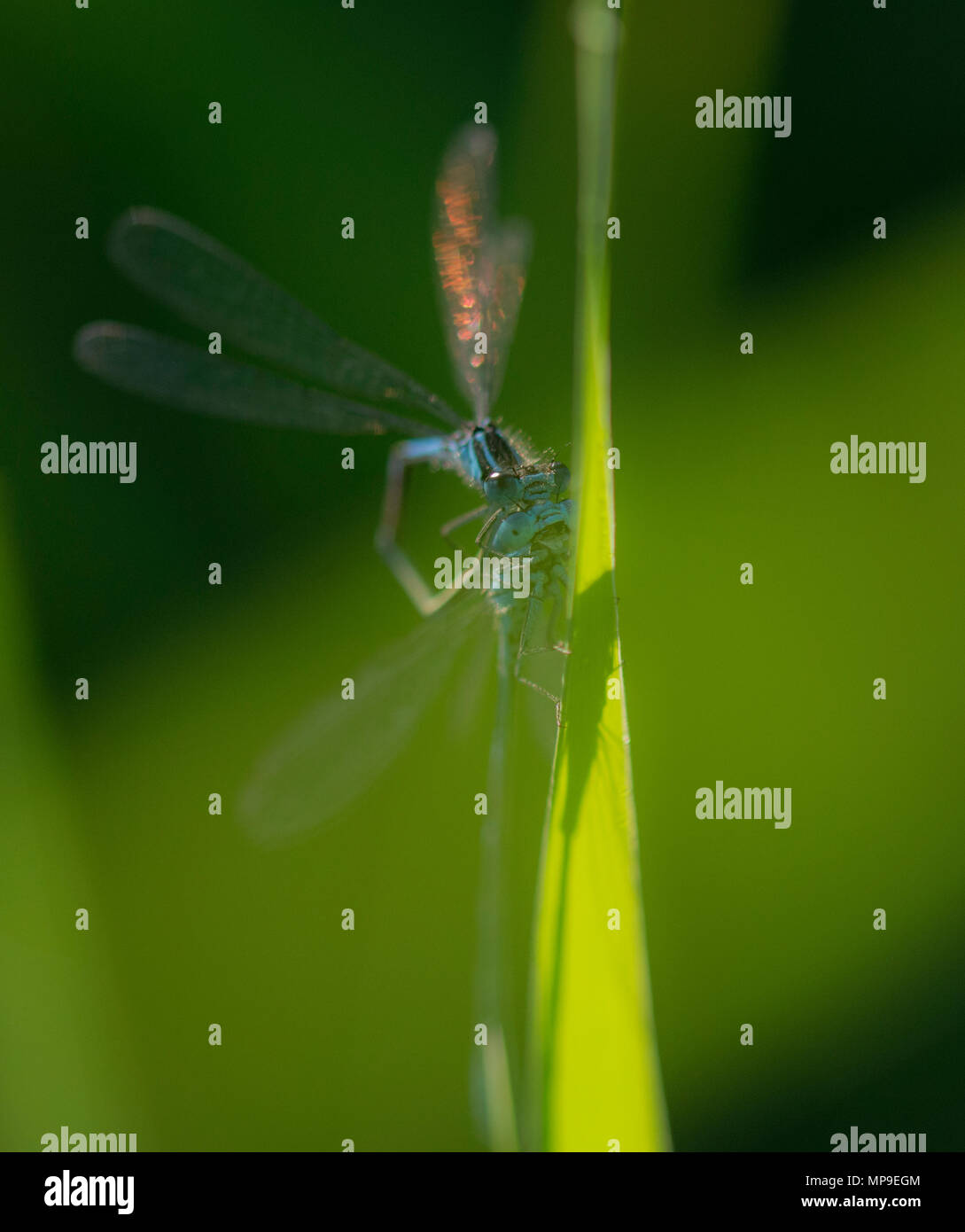 Cute damselfly on a blade of grass looking round Stock Photo - Alamy