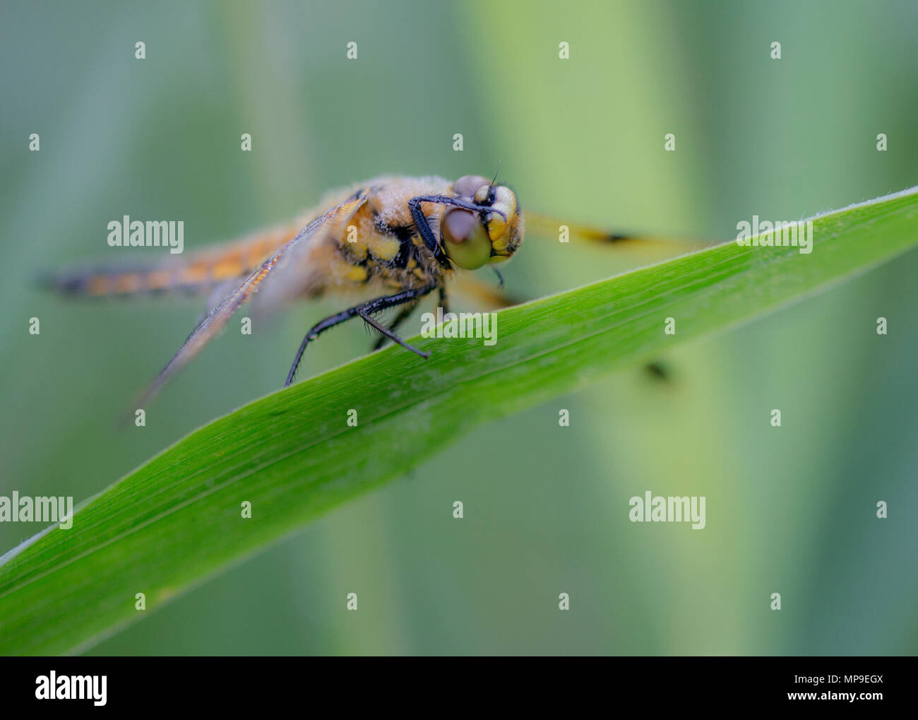 Dragonfly on reeds taken in Somerset Stock Photo - Alamy