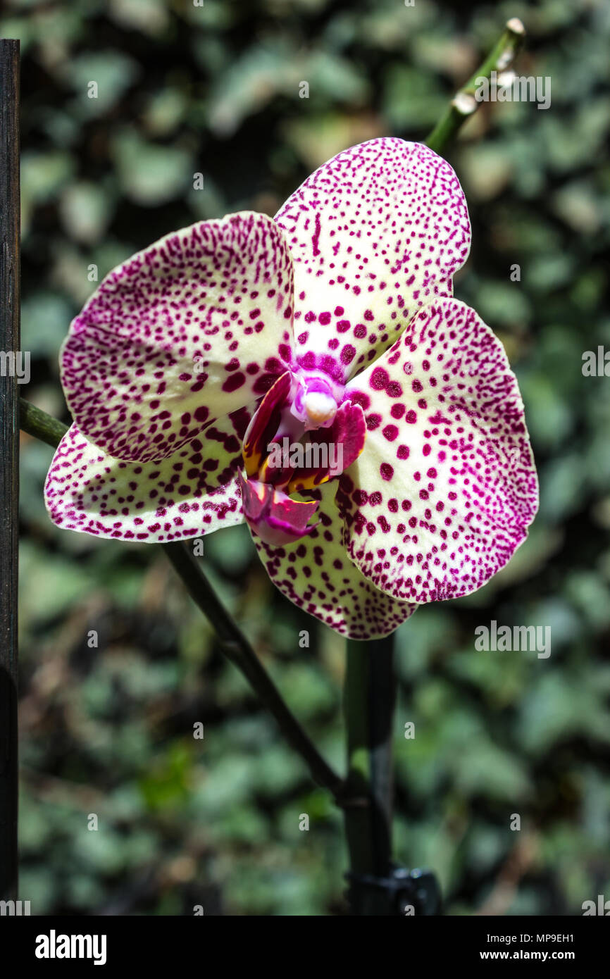 A lone tiger orchid is in the garden Stock Photo - Alamy