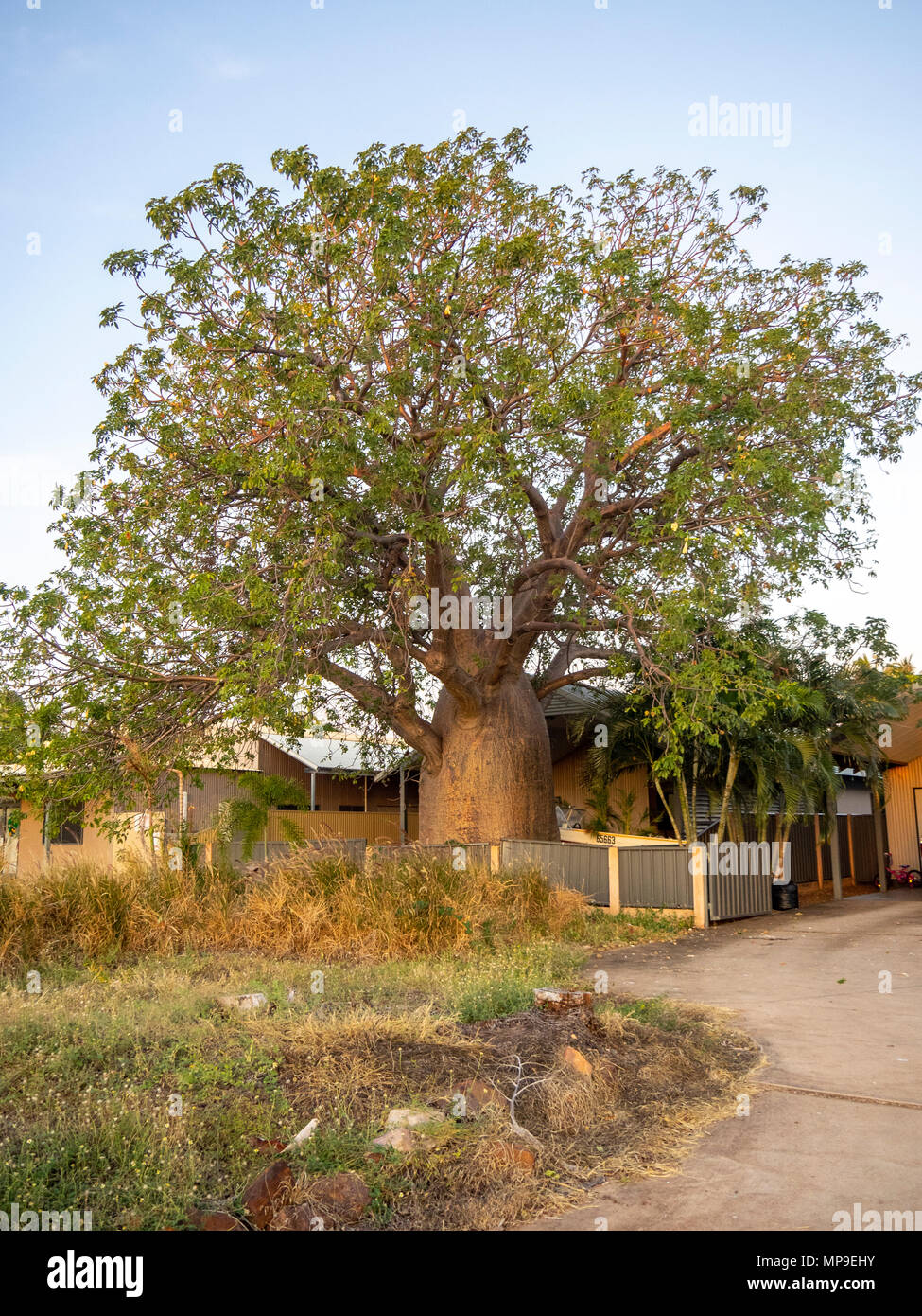 A bob tree growing in the front yard of a suburban house in Derby, WA ...