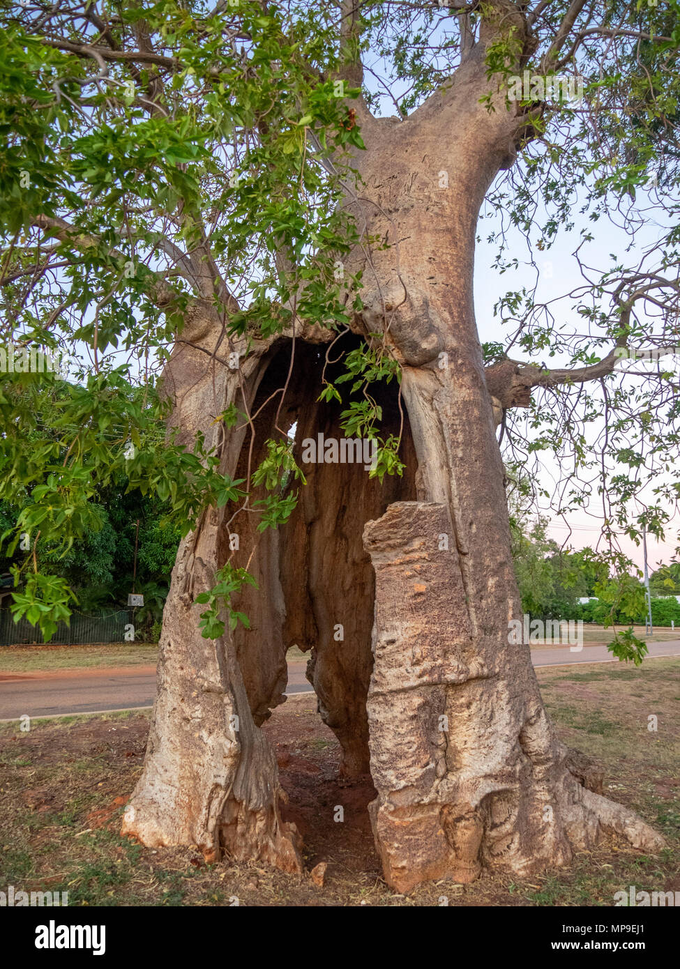 Boab baobab bottle tree hi-res stock photography and images - Alamy