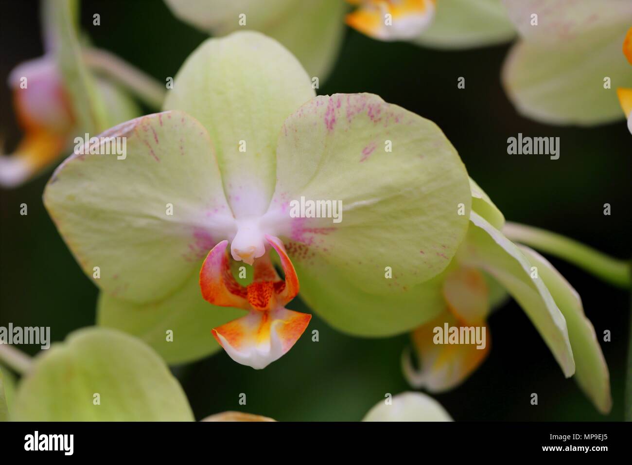 Beautiful orchid flower in tropical garden Stock Photo - Alamy
