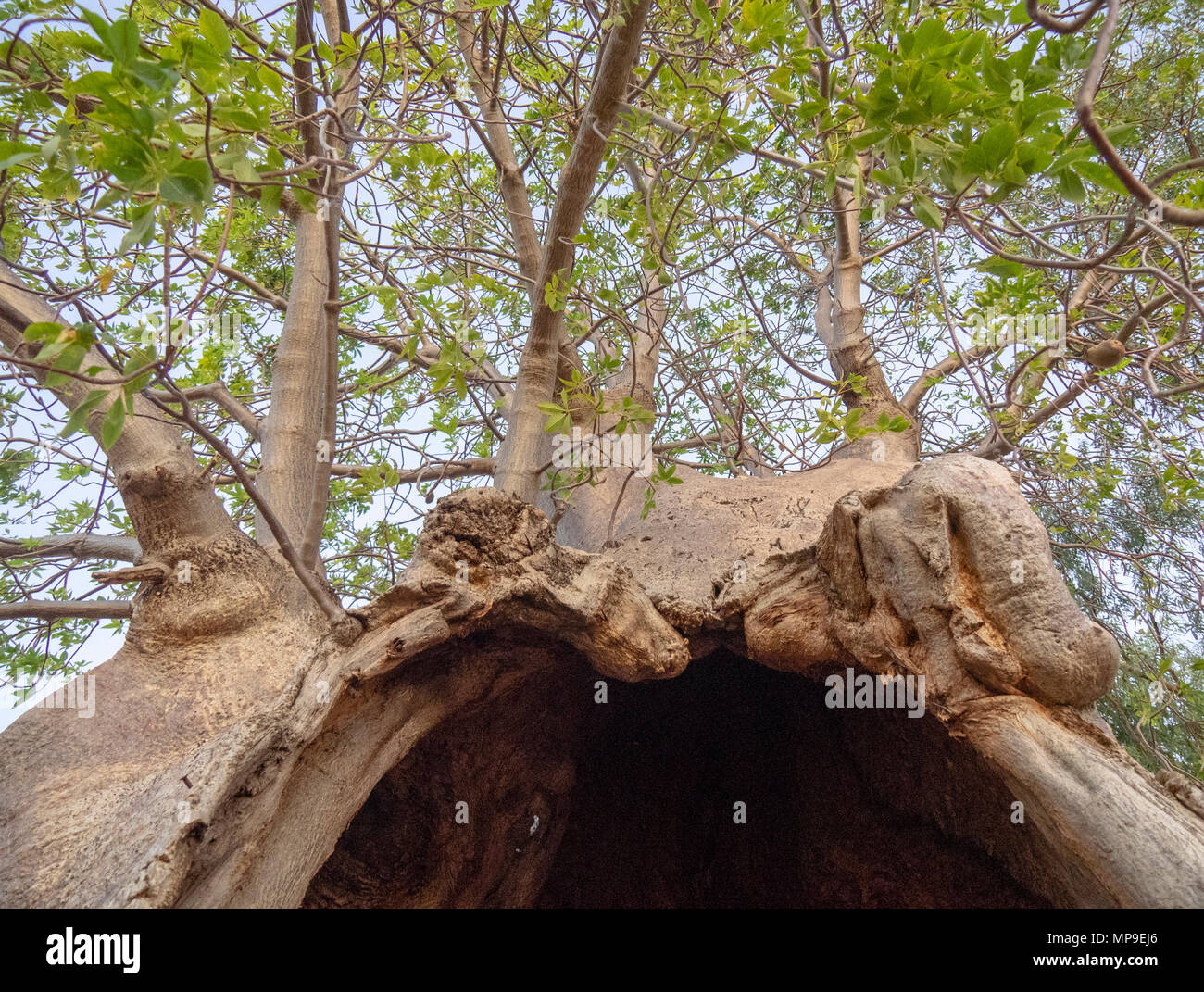 Boab or australian baobab adansonia gregorii hi-res stock photography ...