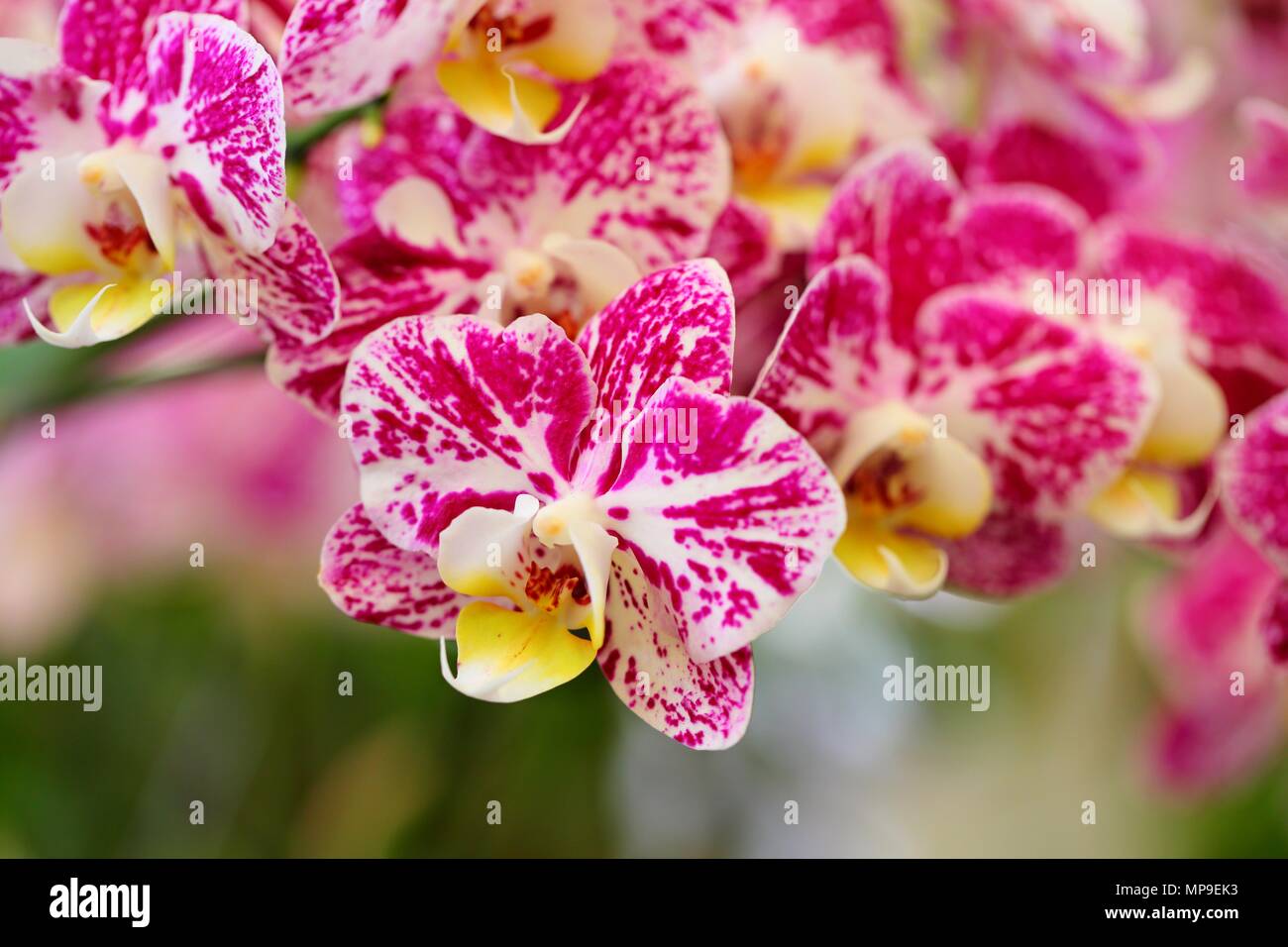 Beautiful orchid flower in tropical garden Stock Photo - Alamy