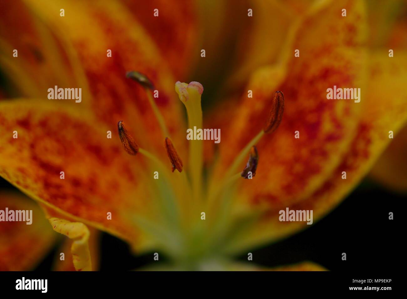 Beautiful Lilium, Liliaceae flower Stock Photo - Alamy