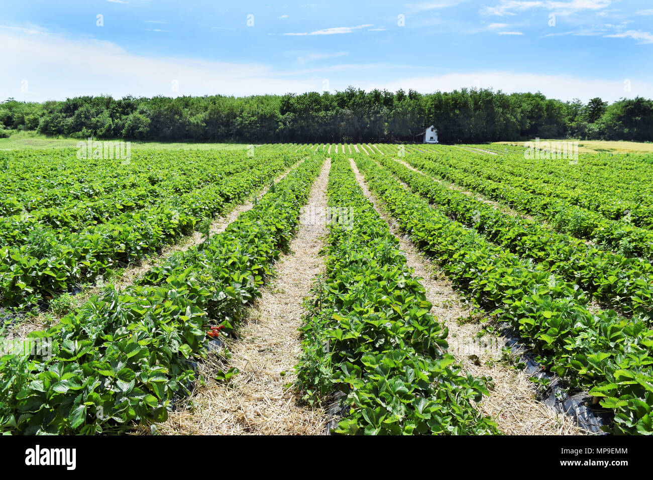 Strawberry plantation in eastern Europe Stock Photo - Alamy