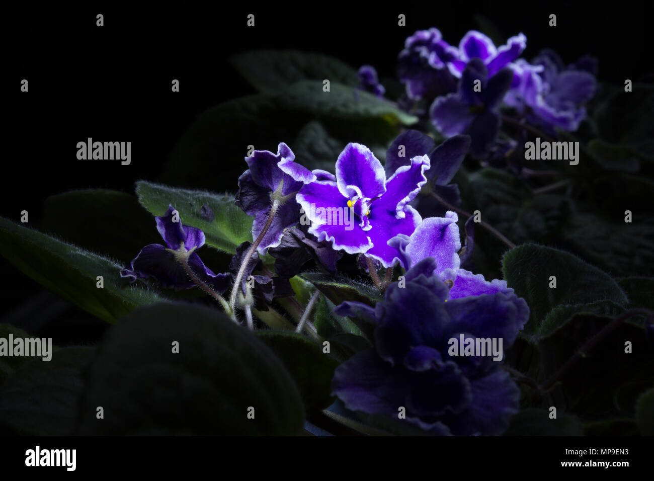 African violet in the dark with reflection in the mirror, a long ...