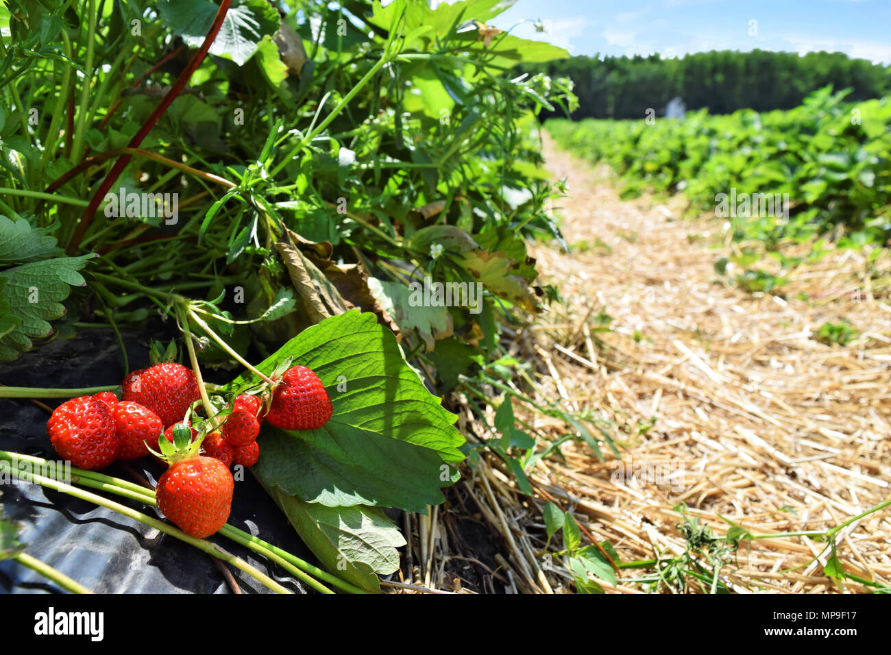 Strawberry plantation in eastern Europe Stock Photo - Alamy