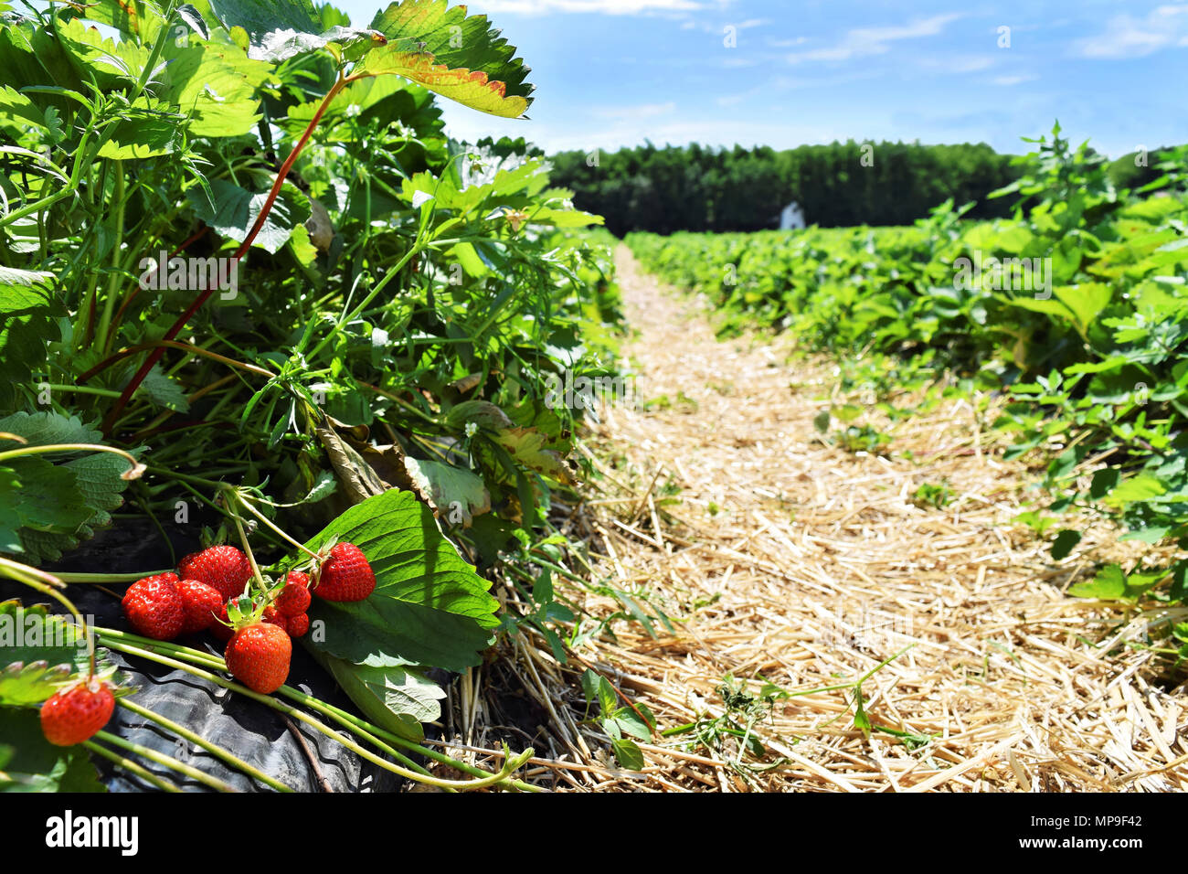 Strawberry plantation in eastern Europe Stock Photo - Alamy