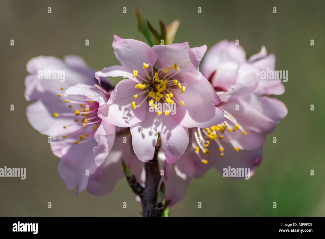 Almond flower (prunus dulcis) close view Stock Photo - Alamy