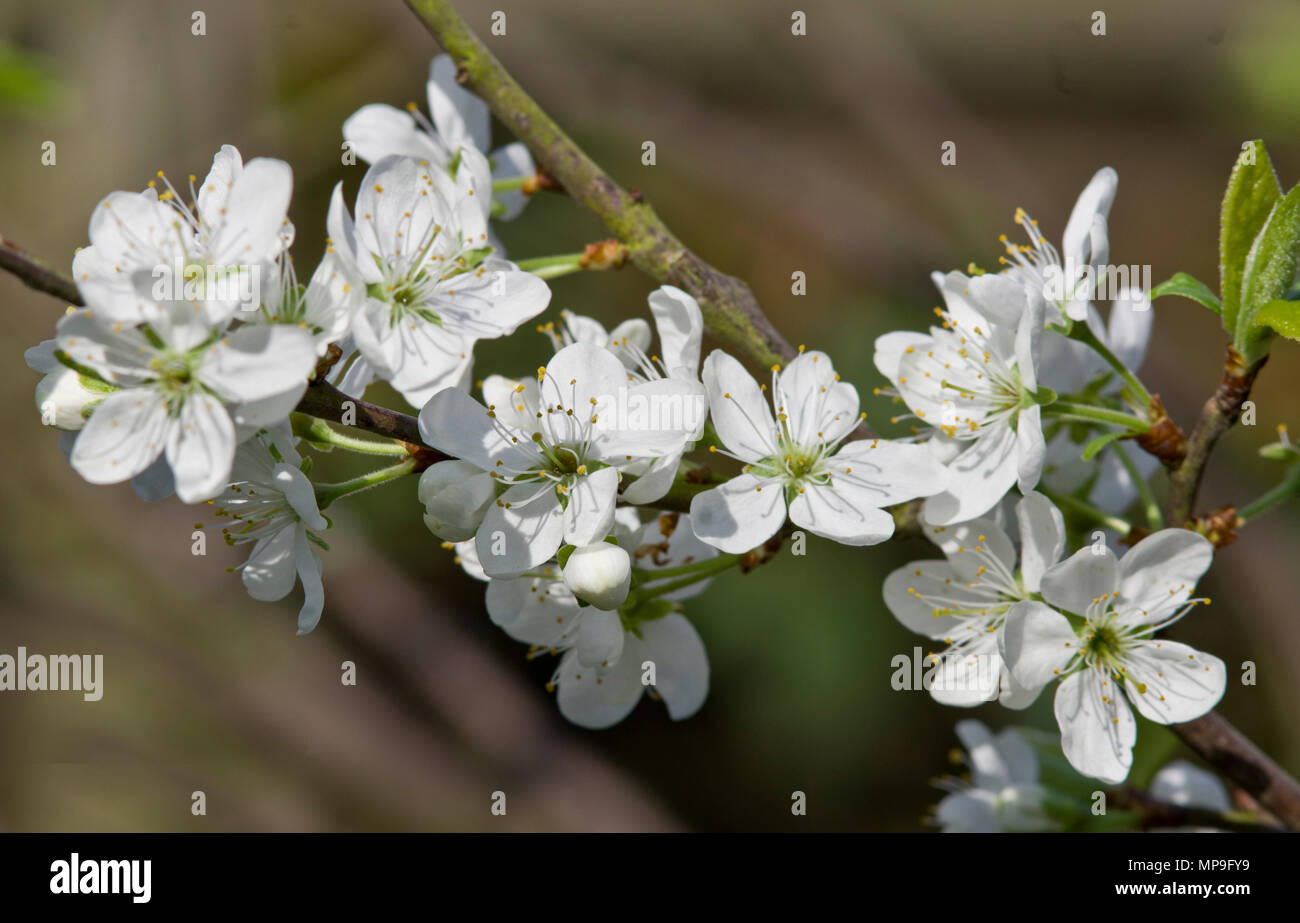Damson Flowers High Resolution Stock Photography and Images - Alamy