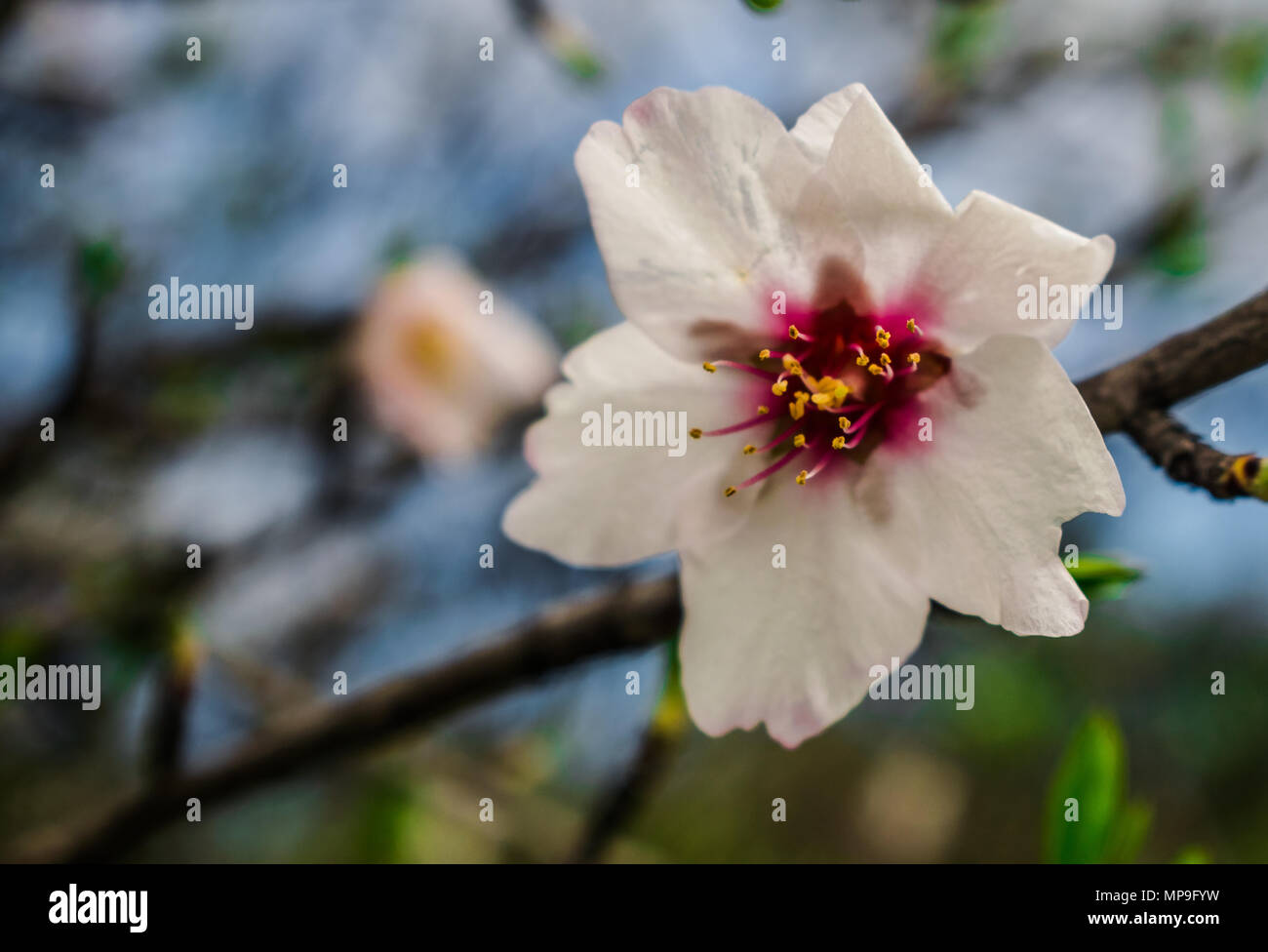 Prunus dulcis flower isolated hi-res stock photography and images - Alamy