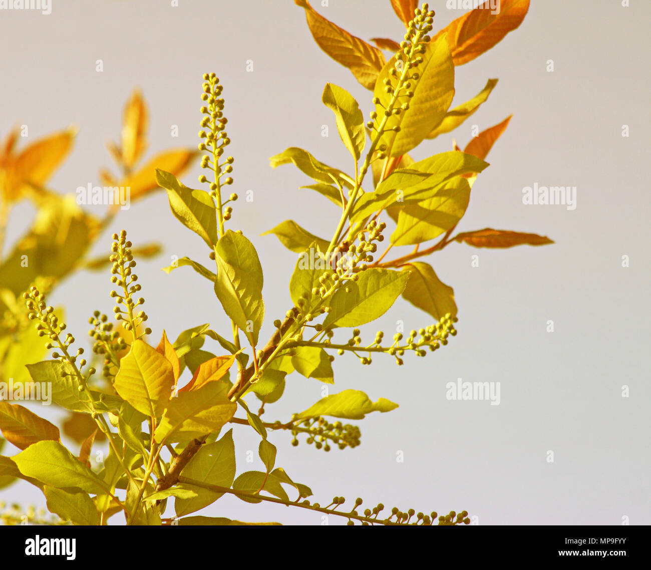 Buds and new young leaves hi-res stock photography and images - Alamy