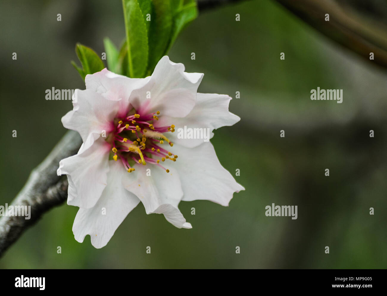 Almond flower (prunus dulcis) close view Stock Photo - Alamy