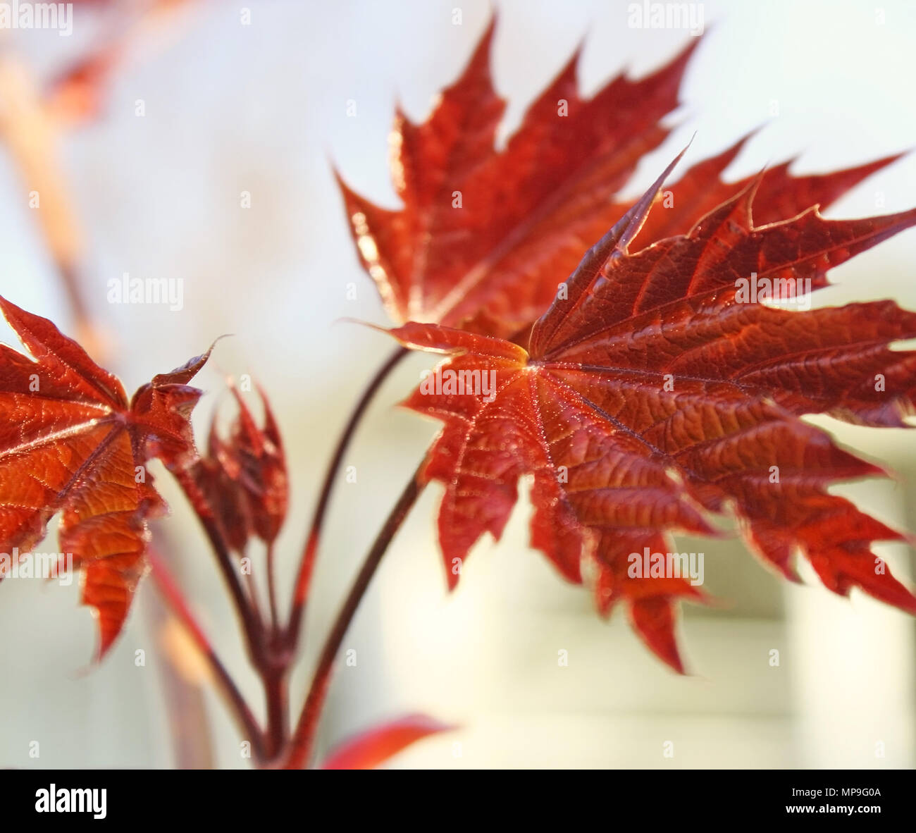 Close up of a new leaf growth on a Red Maple tree in early spring ...