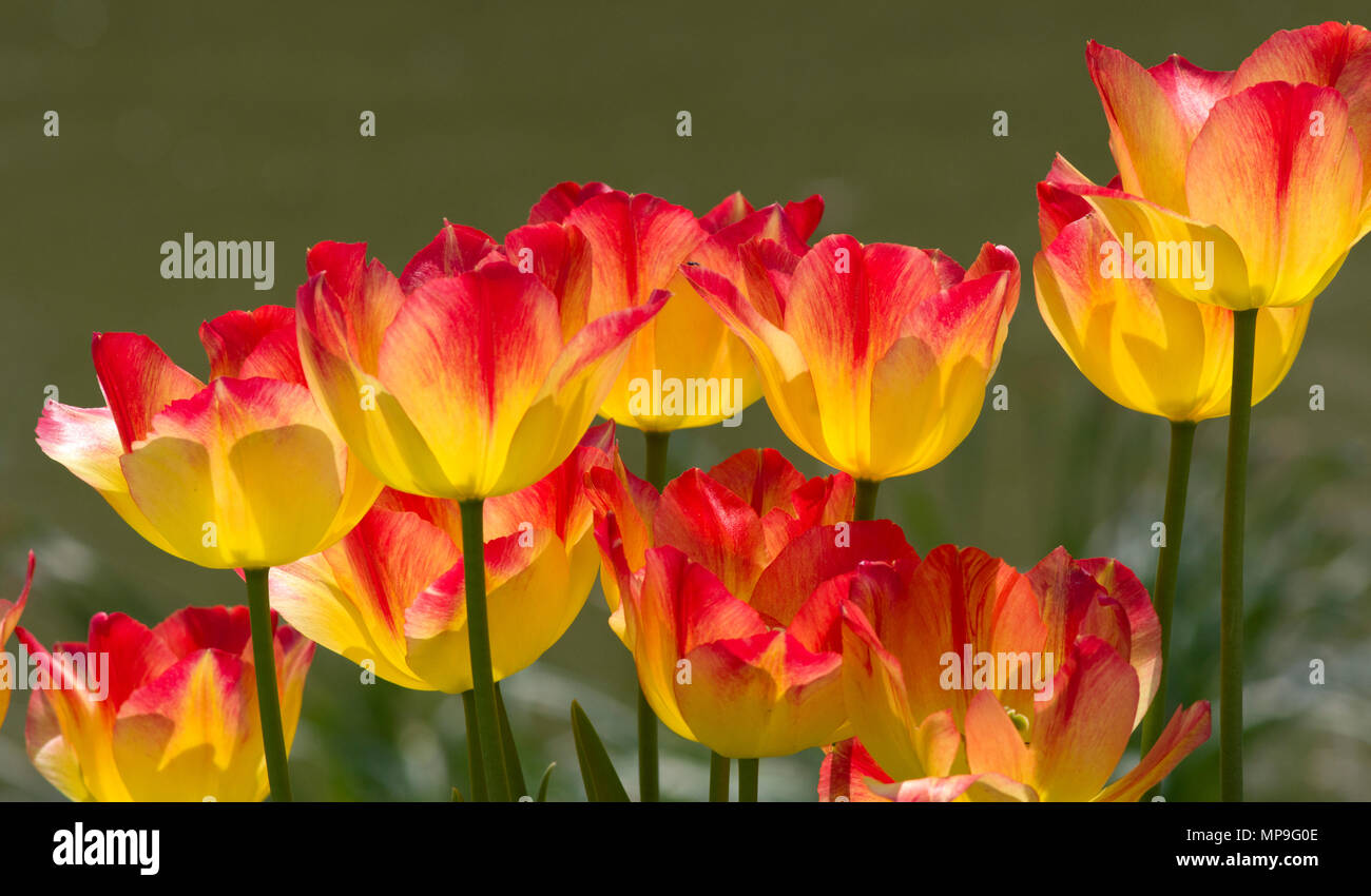 Tulipa suncatcher hi-res stock photography and images - Alamy