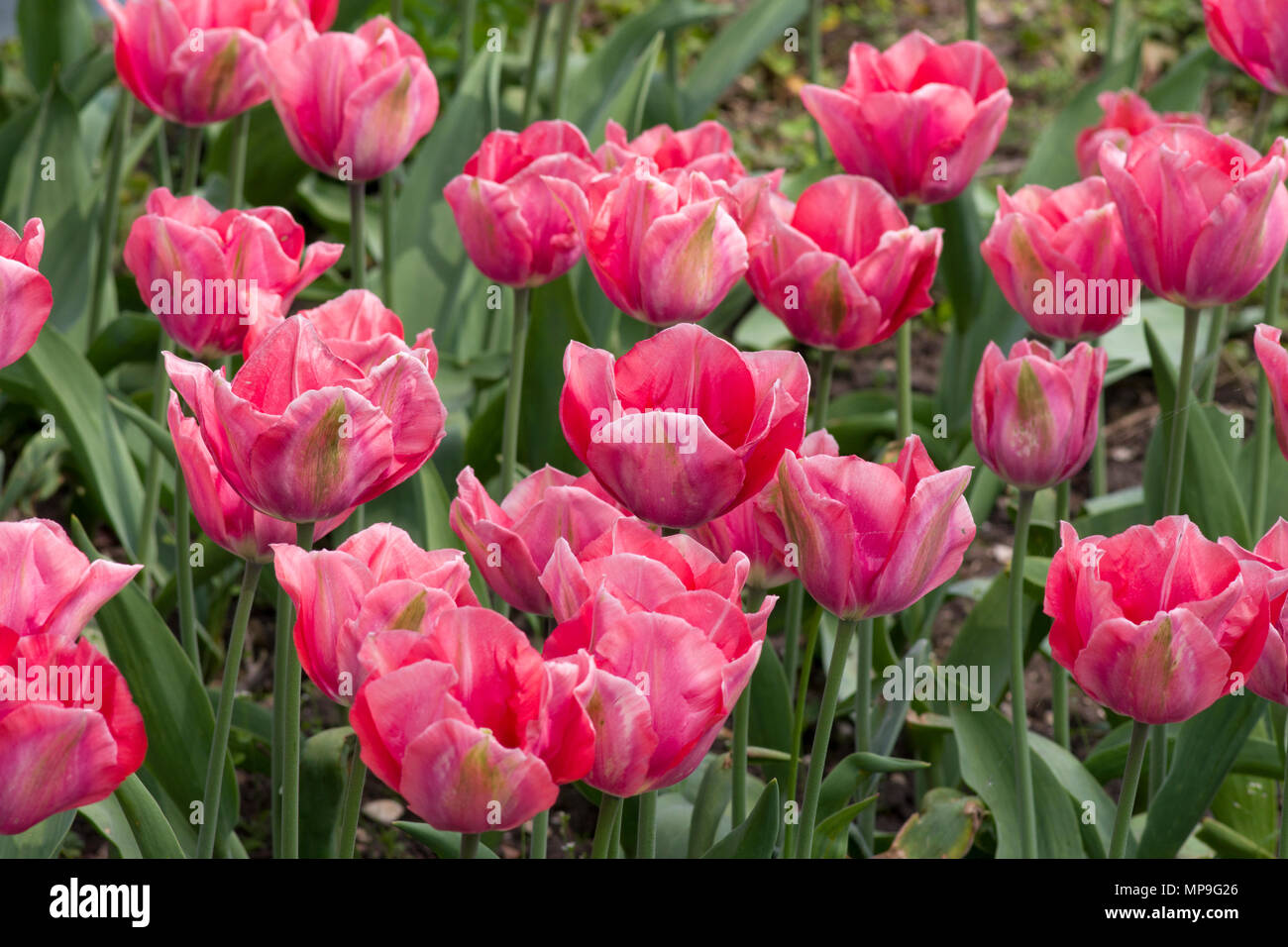 Palestrina hi-res stock photography and images - Alamy