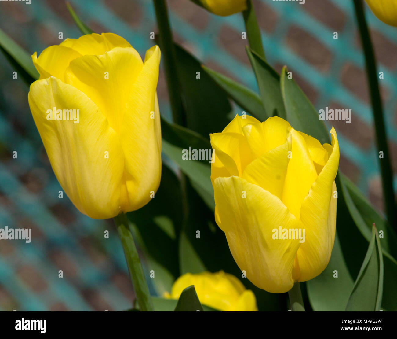 Pale yellow tulip hi-res stock photography and images - Alamy
