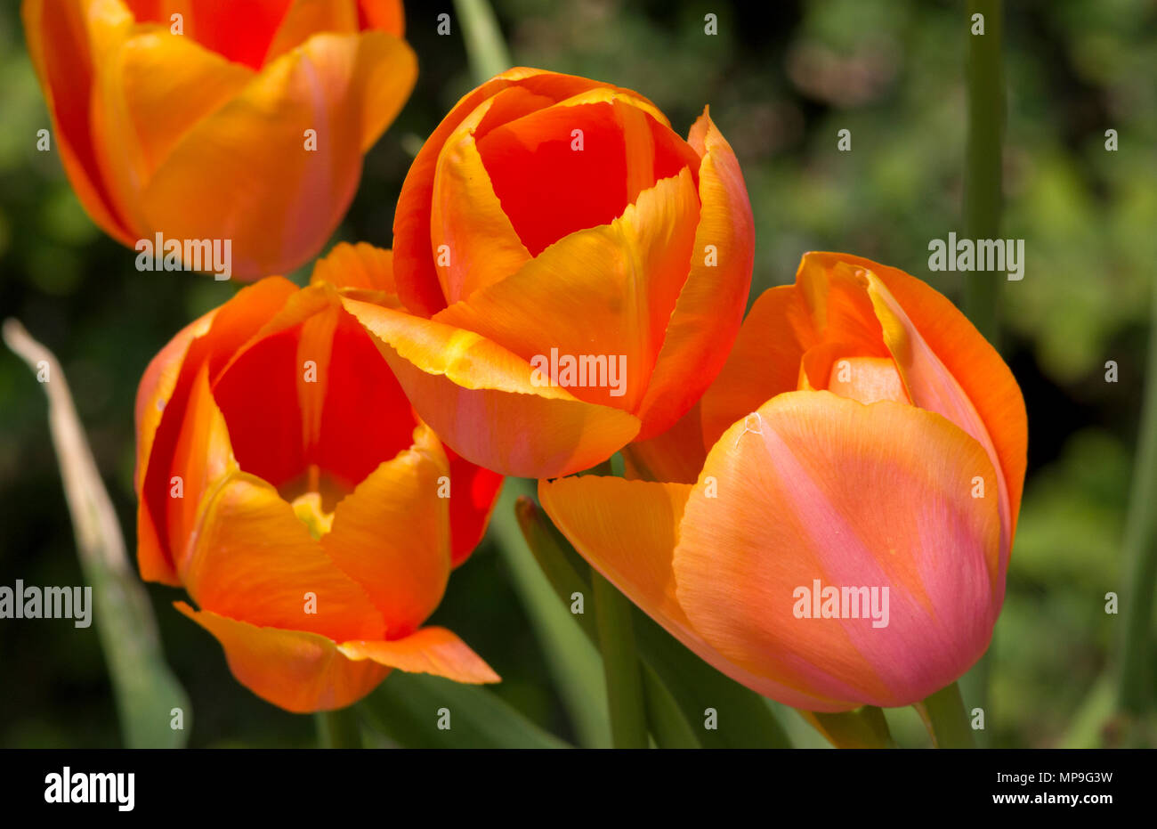 Tulip La Douce France Stock Photo - Alamy