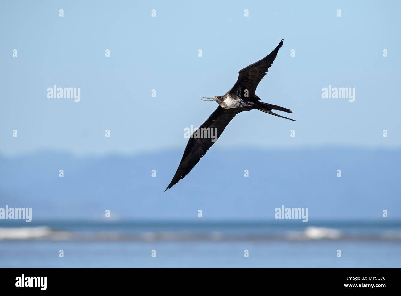 Tropical sea birds flying hi-res stock photography and images - Alamy