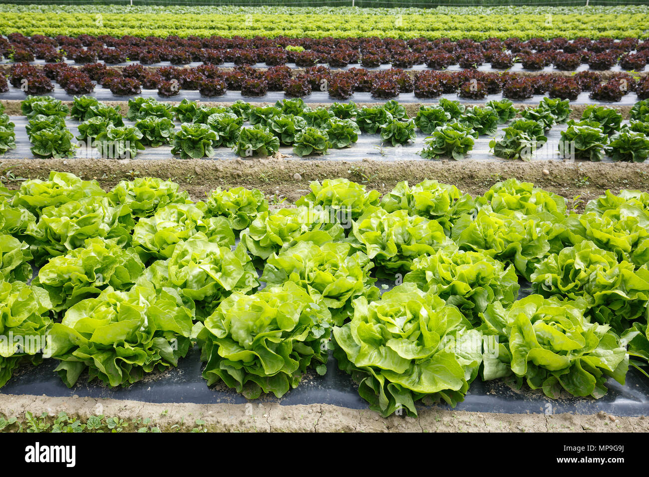 Field with rows of colorful, fully grown lettuce heads, ready for ...