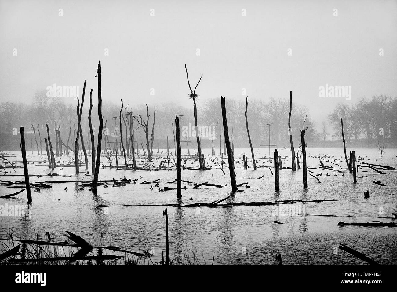 Almond marsh forest preserve in Wildwood, Illinois Stock Photo - Alamy