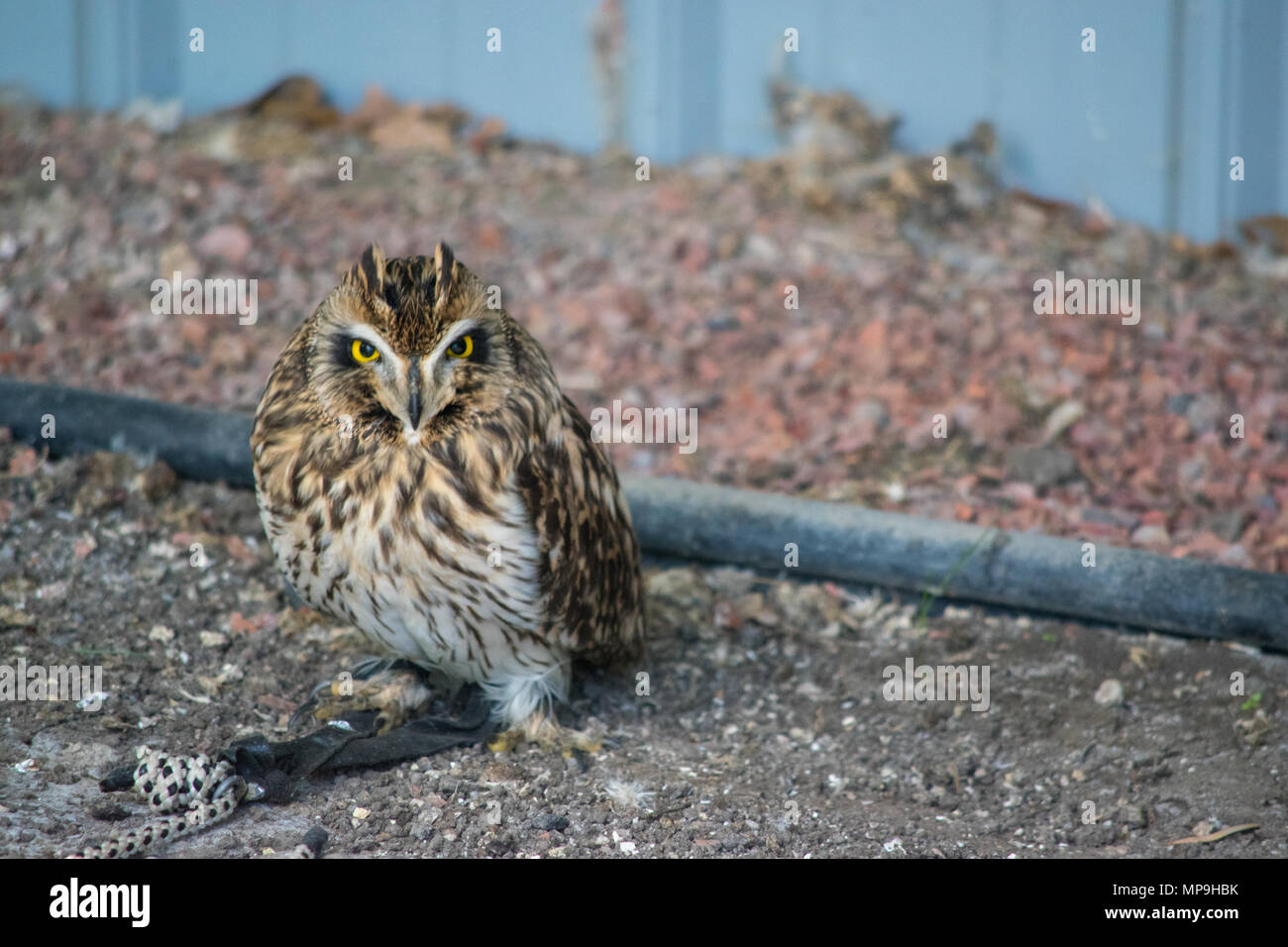 Short-eared owl (asio flammeus) is a species of typical owl (family Strigidae). Alberta Birds of ...