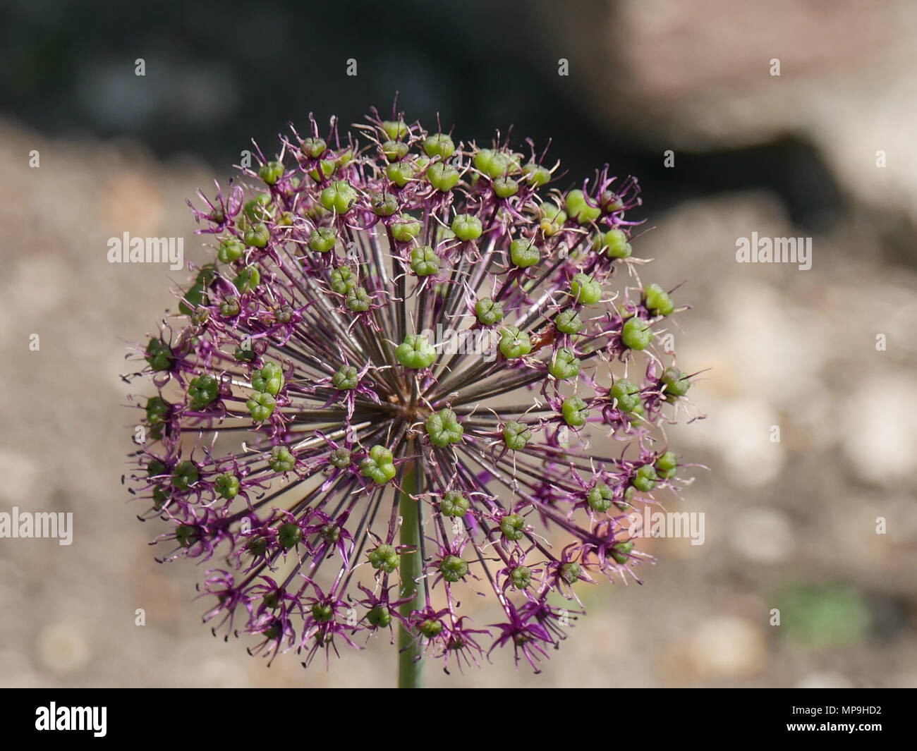 Green ball flower hi-res stock photography and images - Alamy