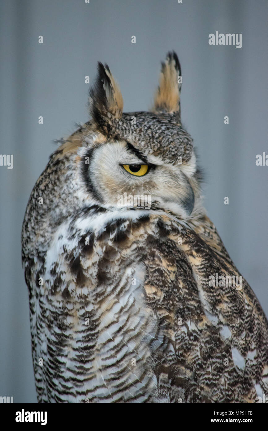 Great Horned Owl (Bubo virginianus), also known as the tiger owl is a ...