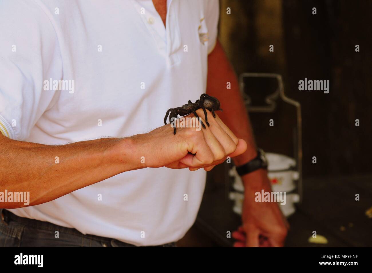 Insect market cambodia hi-res stock photography and images - Alamy